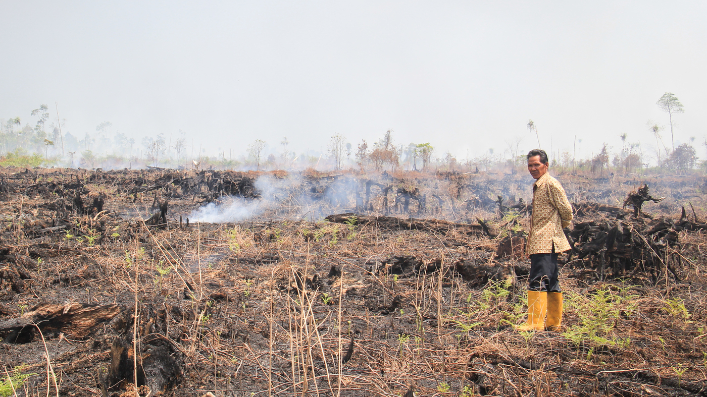 Indonesia's Peat Fires Still Blaze, But Not As Much As They Used To ...