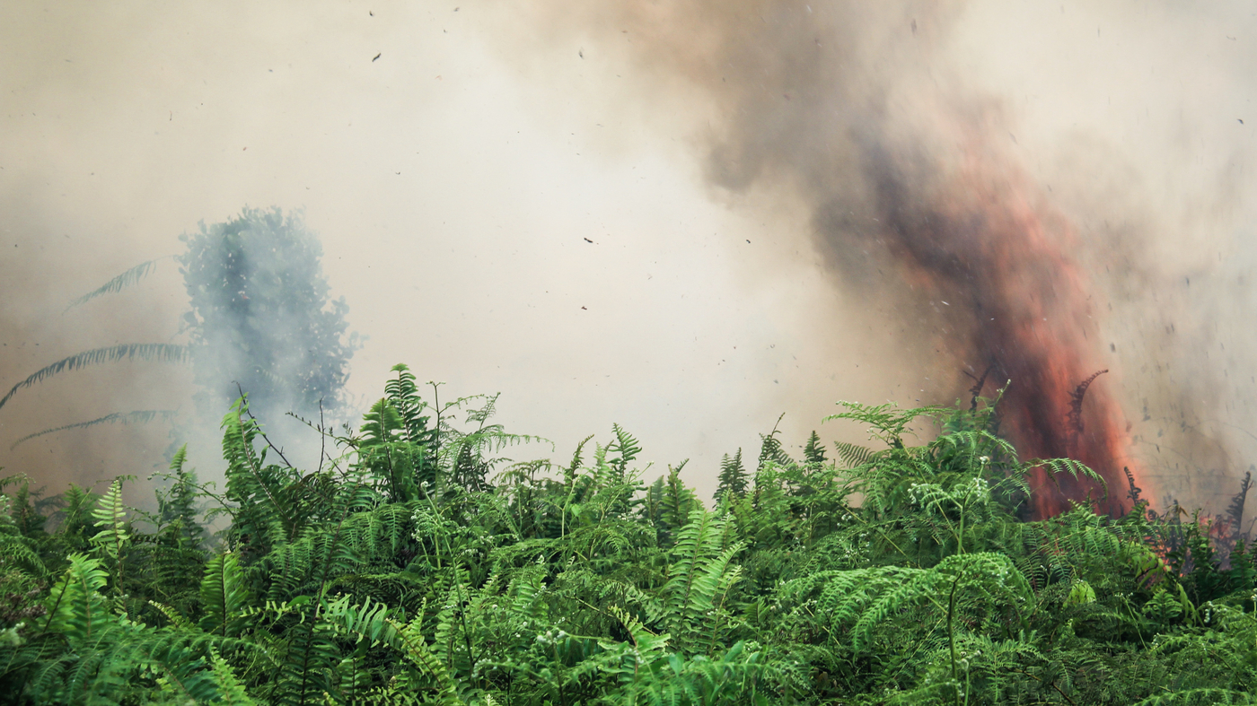 Indonesia's Peat Fires Still Blaze, But Not As Much As They Used To ...