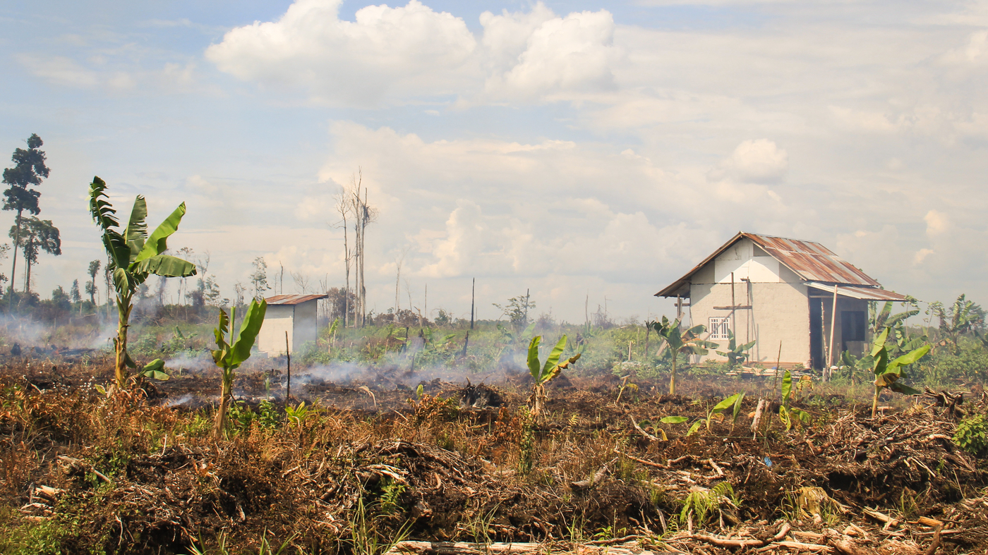 Indonesia's Peat Fires Still Blaze, But Not As Much As They Used To ...