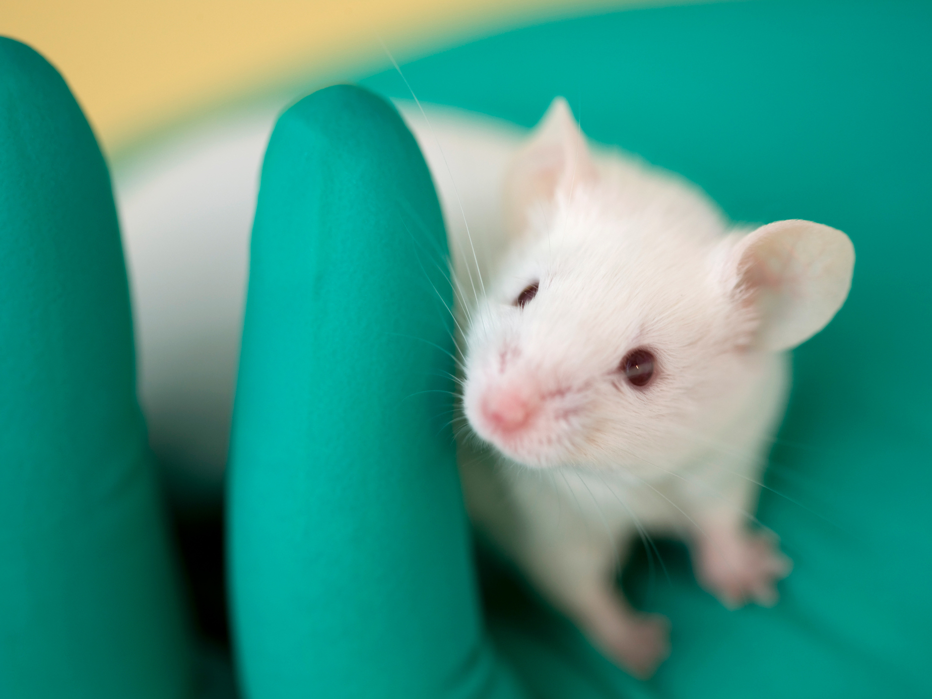 A Brain Tweak Lets Mice Abstain From Cocaine | NCPR News