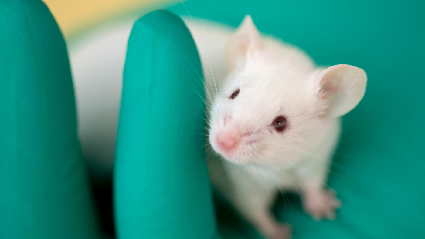 Scientists Inadvertently Build Cocaine-Proof Mouse : Shots - Health ...