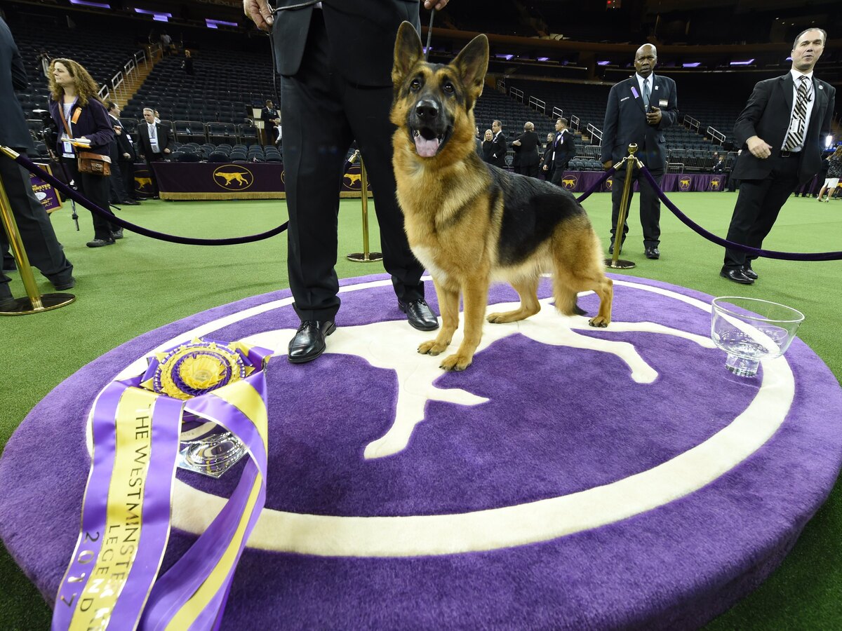 Westminster Dog Show: Rumor The German Shepherd Takes Best In Show : NPR