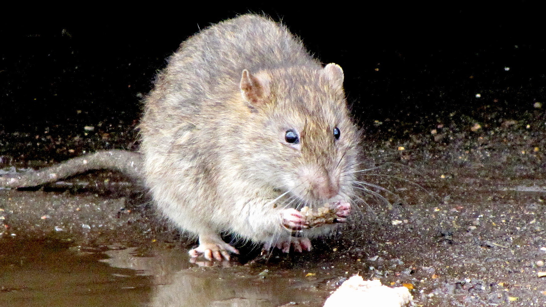 Rat-Related Disease Kills 1, Bronx Residents Angered By Infestation ...