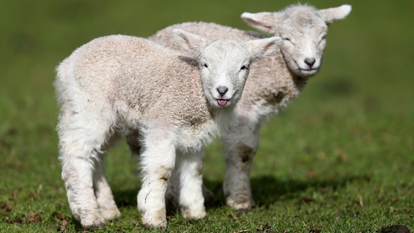 Npr News Nuggets Sheep Shearing Snuggies Fried Chicken Npr