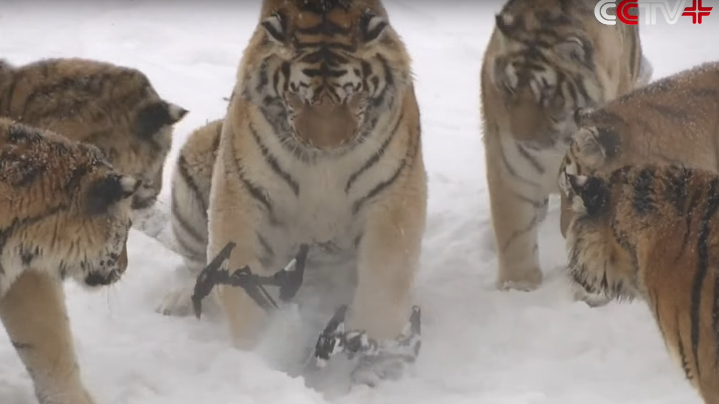 WATCH: In The War Between Tigers And Drone, Chalk One Up For Tigers ...