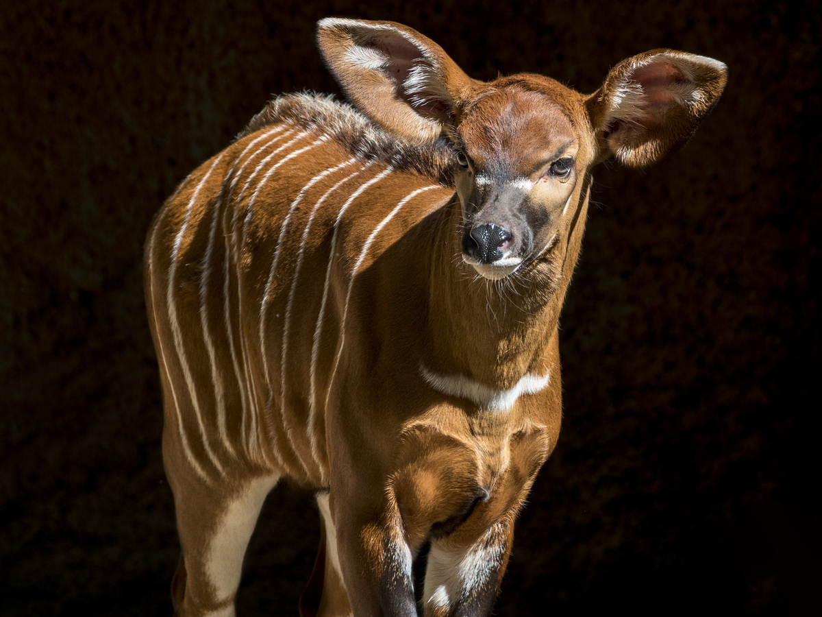 Bounding Baby Bongo Born : The Two-Way : NPR