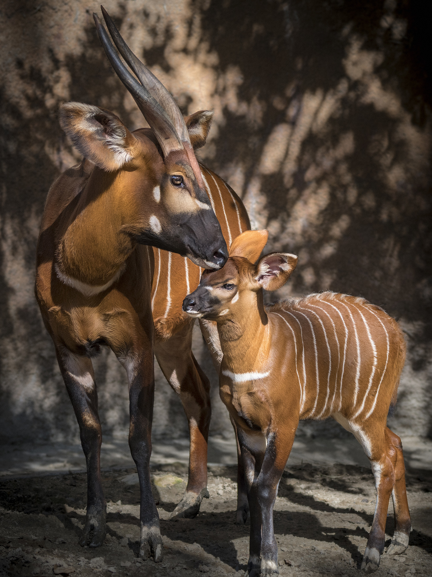 Bounding Baby Bongo Born : The Two-Way : NPR
