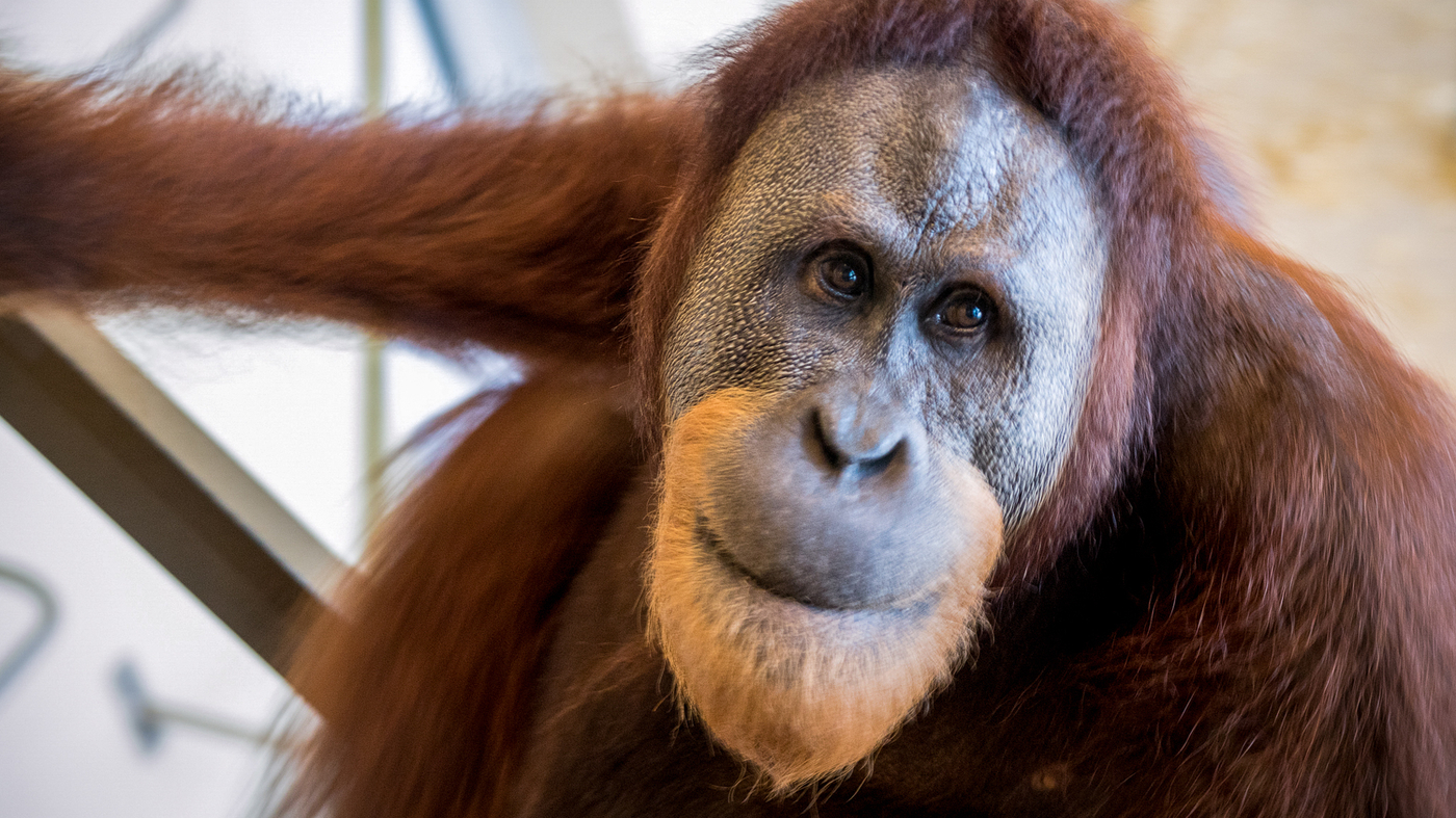 Orangutan's 'Wookie Calls' Hint That Human Speech Could Be 10 Million ...