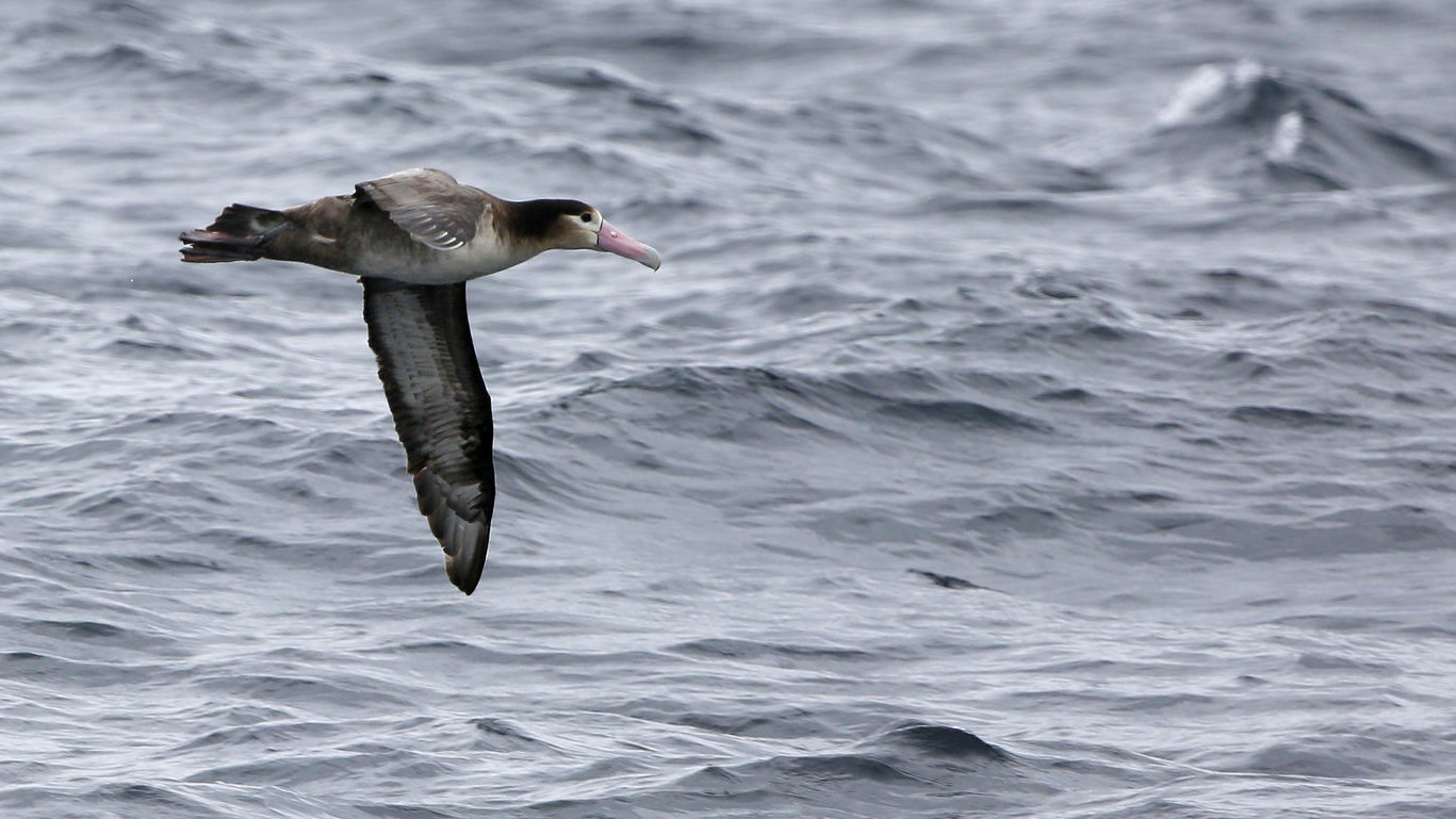 Avian Adventures: Passion, Technology Feed The World Of Rare Bird ...