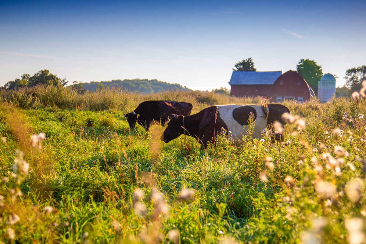 Why More Farmers Are Making The Switch To Grass-Fed Meat And Dairy ...