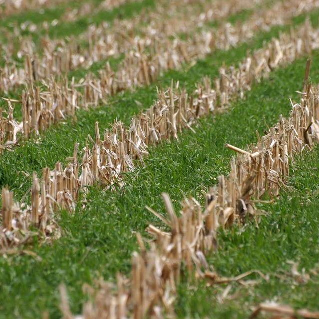 How To Make Farmers Love Cover Crops? Pay Them | NCPR News
