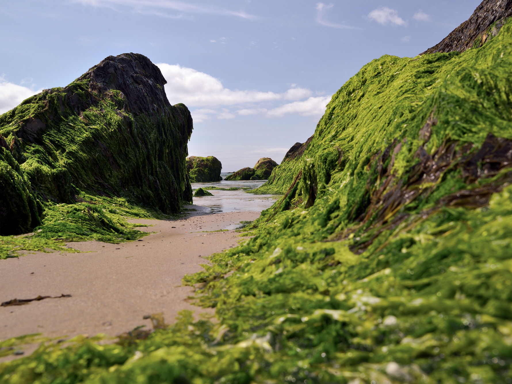 Want To Eat Green For St. Patrick's Day? Do It The Irish Way — With ...
