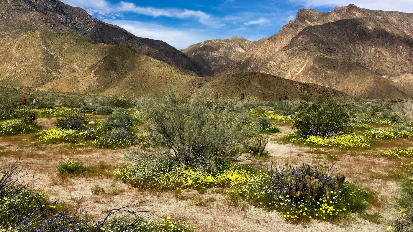 California Deserts In 'Super Bloom' Thanks To A Wet Winter : NPR