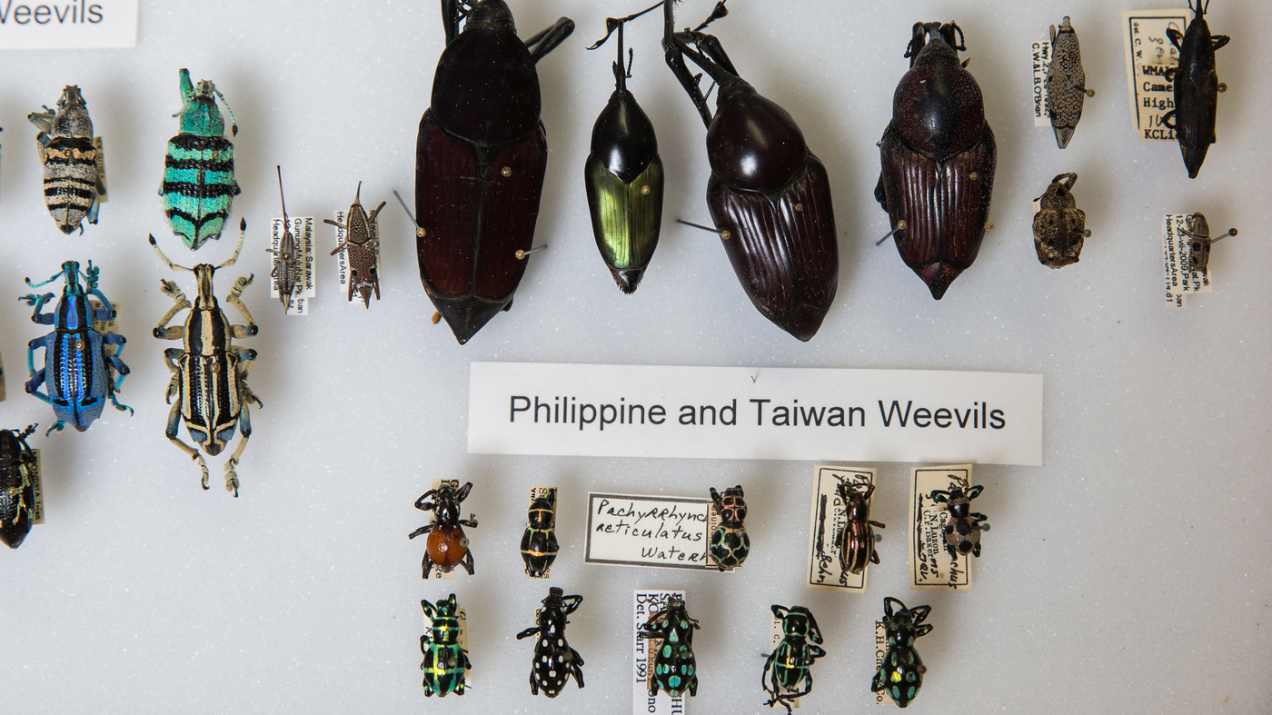 Octogenarian Couple Donates $10 Million Insect Collection : The Two-Way ...