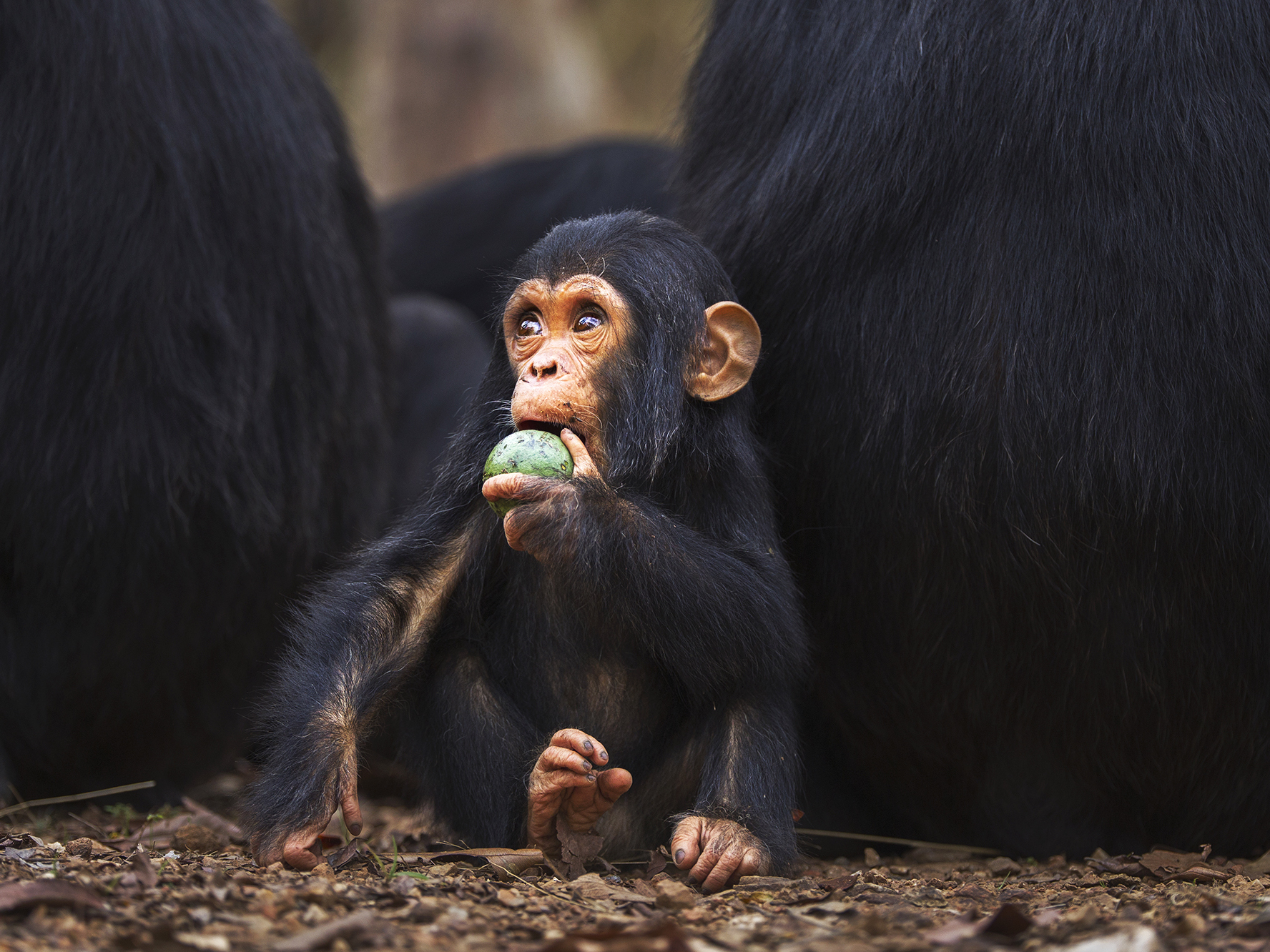 What Gave Some Primates Bigger Brains? A Fruit-Filled Diet | NCPR News