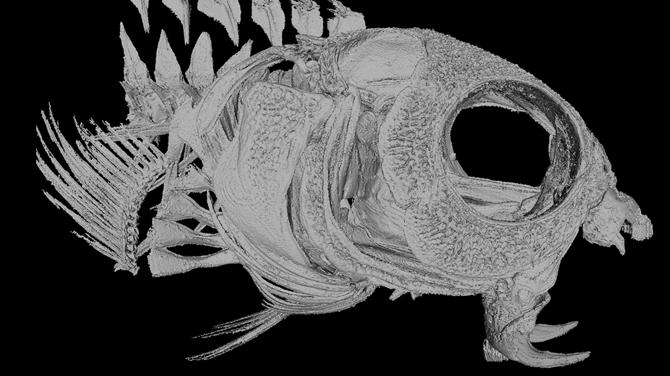A Tiny Fish With Fearsome Fangs Uses An Opioid-Like Venom To Escape ...
