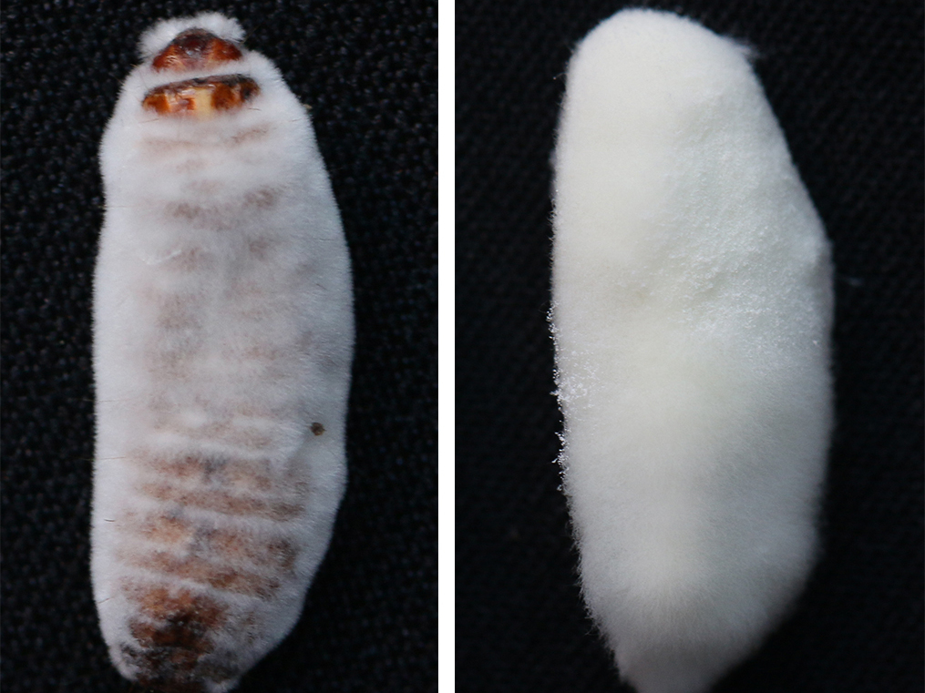 Fungal Pesticides Offer A Growing Alternative To Traditional Chemicals ...