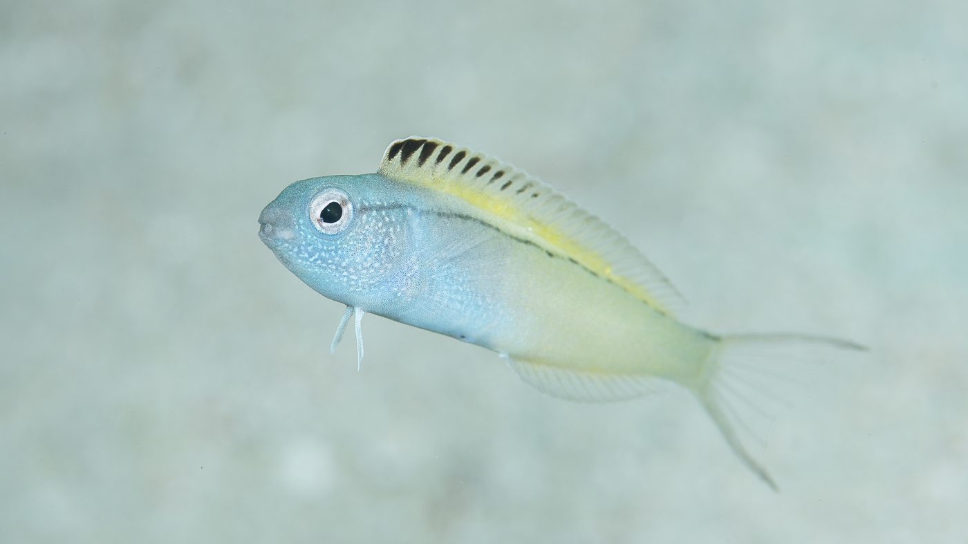 A Tiny Fish With Fearsome Fangs Uses An Opioid-Like Venom To Escape ...
