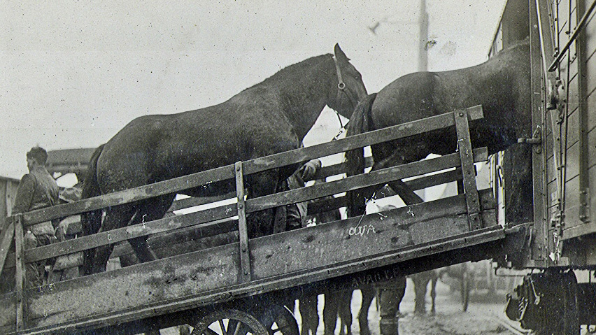 100th Anniversary Of U.S. Entering WWI: Equestrian Heroes Of World War ...