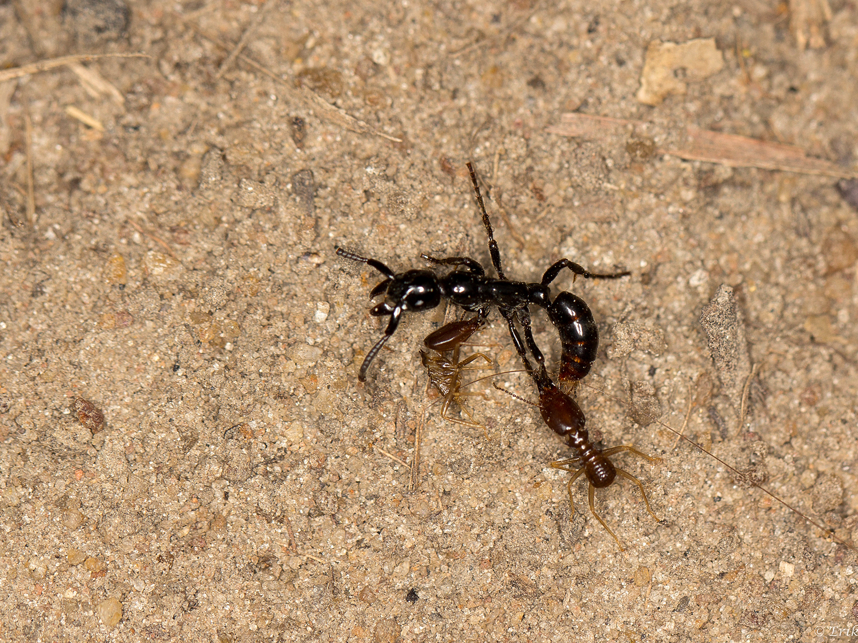 No Ant Left Behind: Warrior Ants Carry Injured Comrades Home - capradio.org