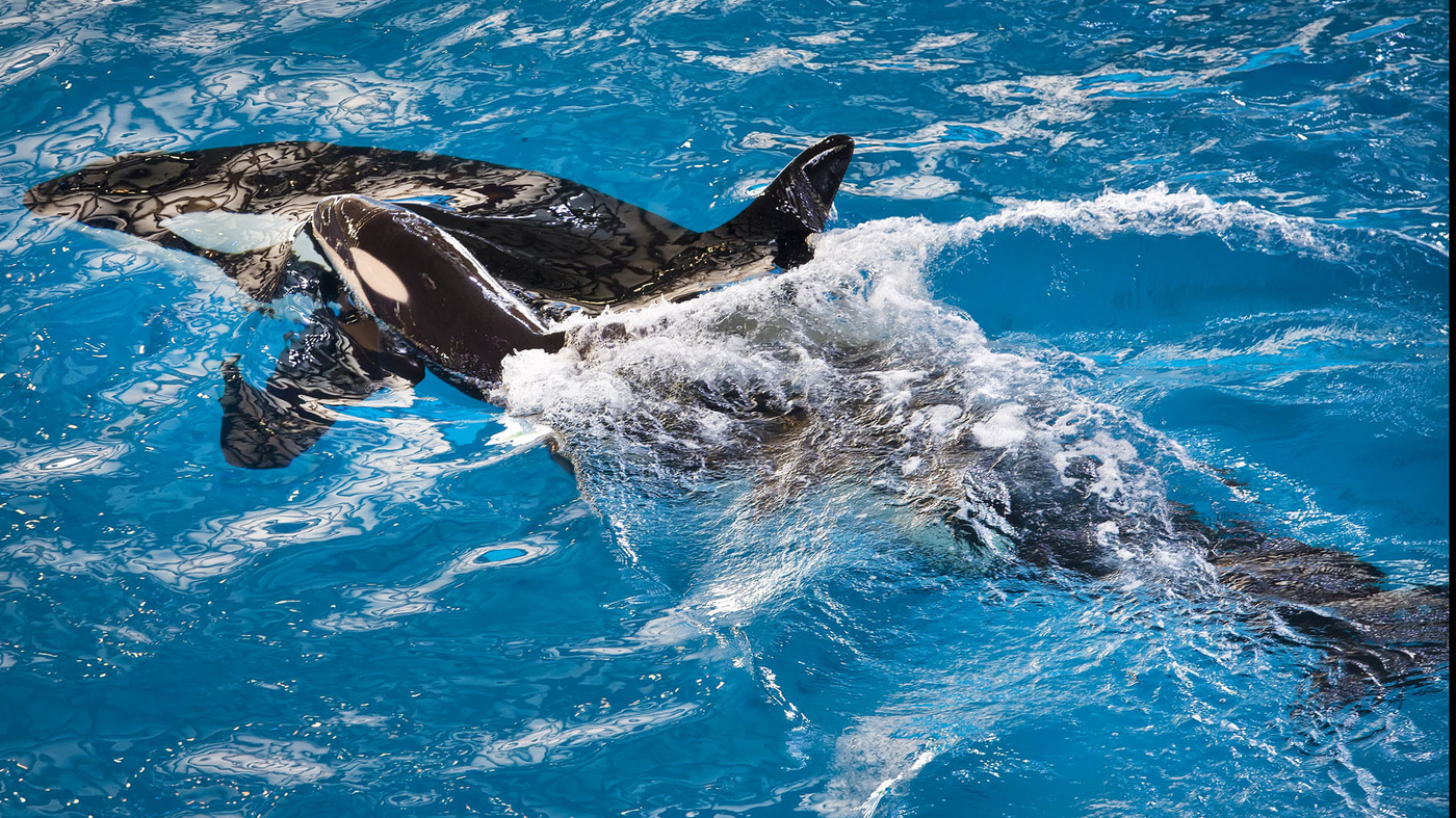 SeaWorld Welcomes Its Last Orca Born In Captivity : The Two-Way : NPR