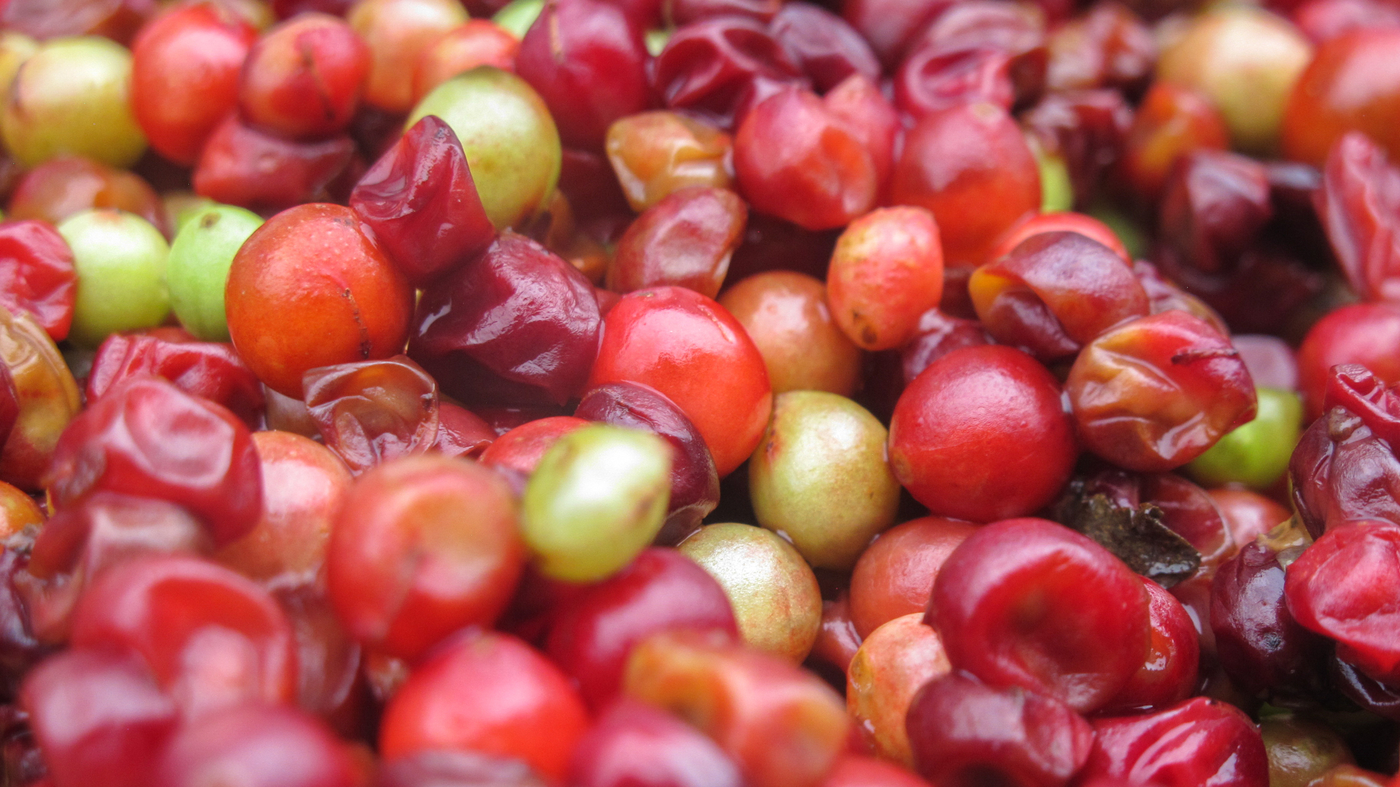 How A Wild Berry Is Helping To Protect China's Giant Pandas And Its ...