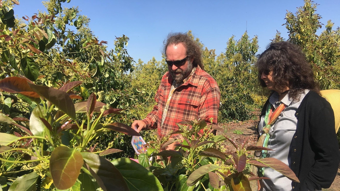 California Is On Its Way To Having An Avocado Crop Year-Round : The ...