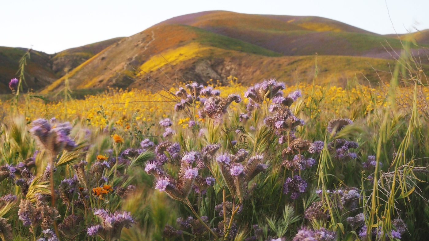What Are The National Monuments Affected By President Donald Trump's ...