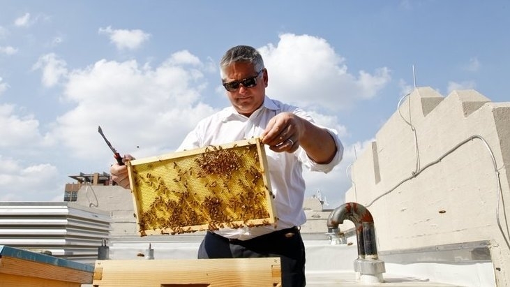 NPR's Bees (Moderate, Middle Of The Road Bees) Up And Left : NPR