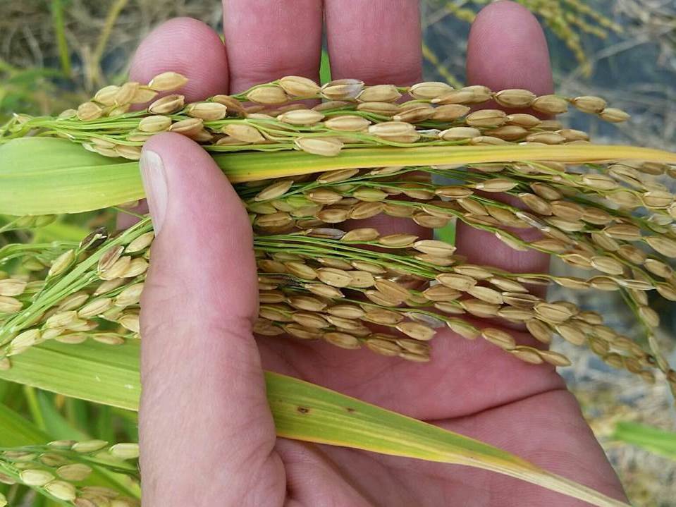 A Lost Rice Variety — And The Story Of The Freed 'Merikins' Who Kept It ...
