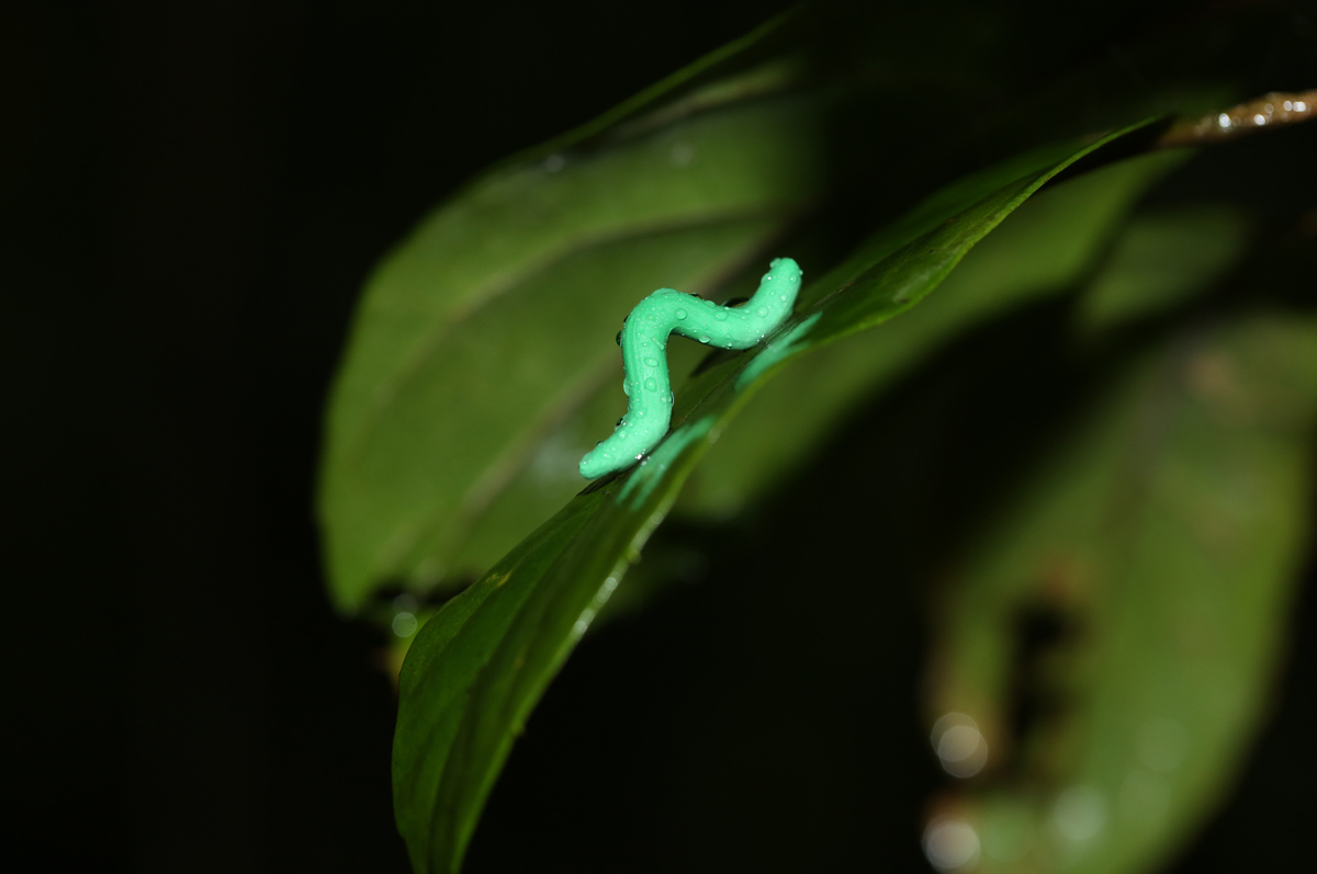 Scientists Glued Fake Caterpillars On Plants Worldwide. Here's What ...