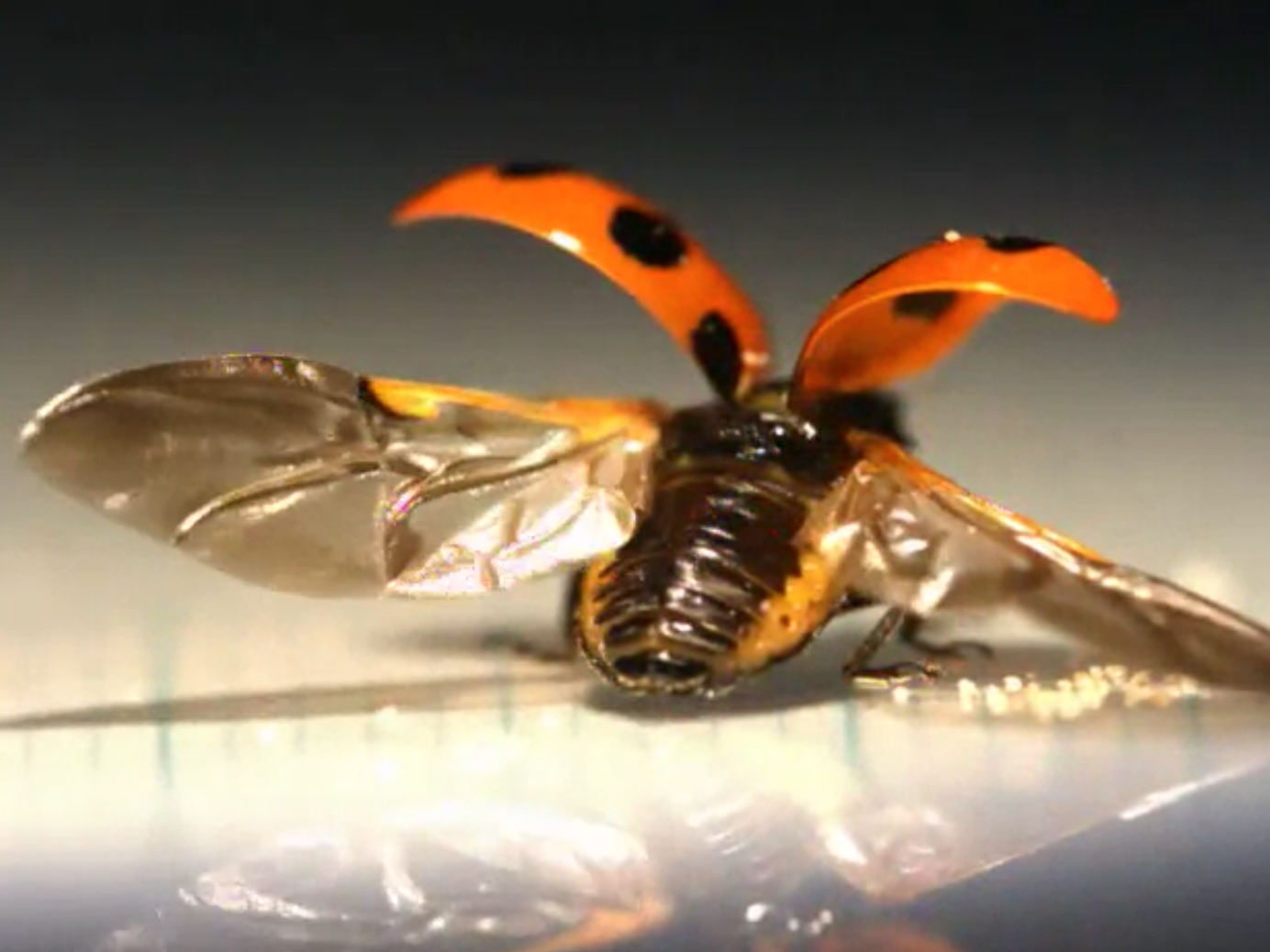 Scientists Sneak A Peek At How Ladybugs Fold Their Wings - capradio.org