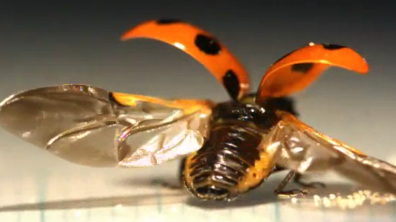 Scientists Sneak A Peek At How Ladybugs Fold Their Wings : The Two-Way ...