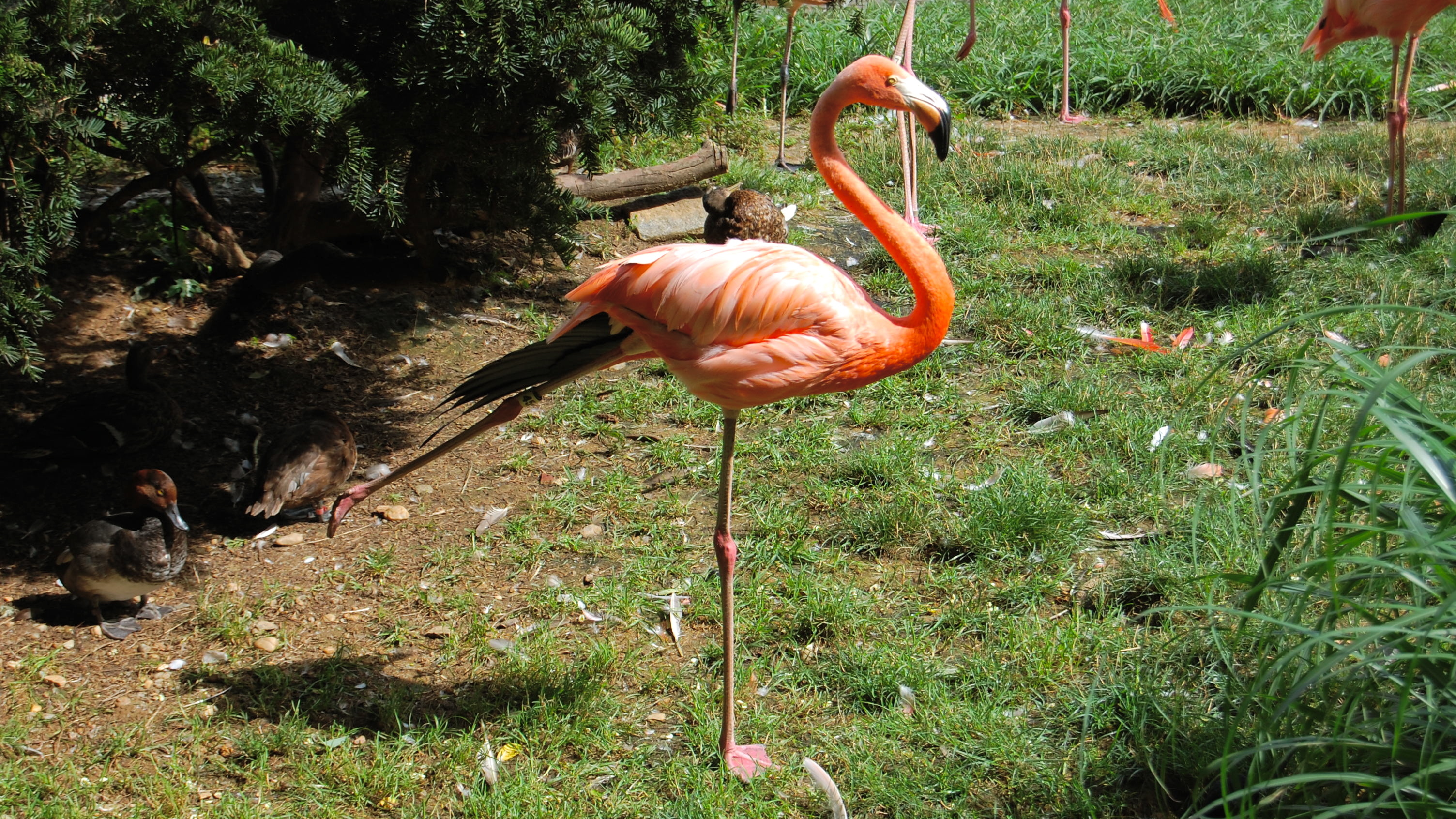 Scientists Pinpoint How A Flamingo Balances On One Leg : The Two-Way : NPR