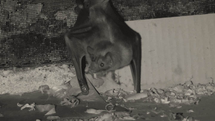 VIDEO: Get To Know The Bloodthirsty (But Cuddly) Vampire Bat : Goats ...