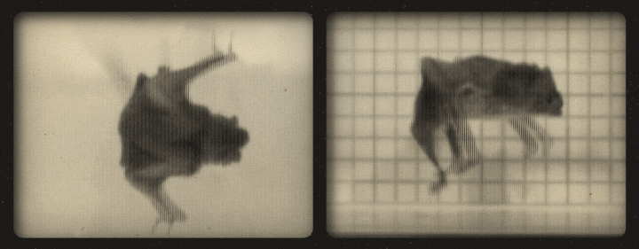 VIDEO: Get To Know The Bloodthirsty (But Cuddly) Vampire Bat : Goats ...