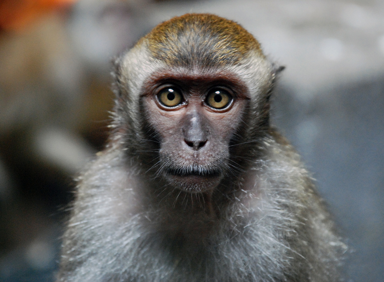 are monkey aggressive