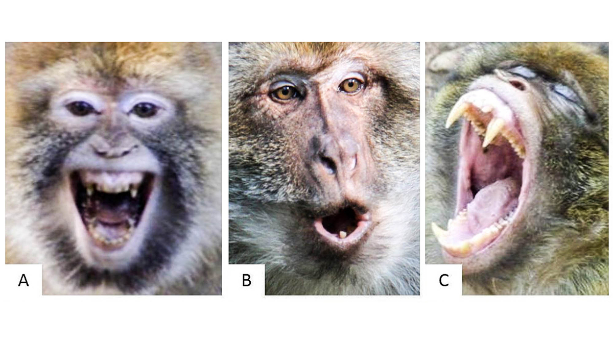 Why Do So Many People Get Bitten By Monkeys? : Goats and Soda : NPR