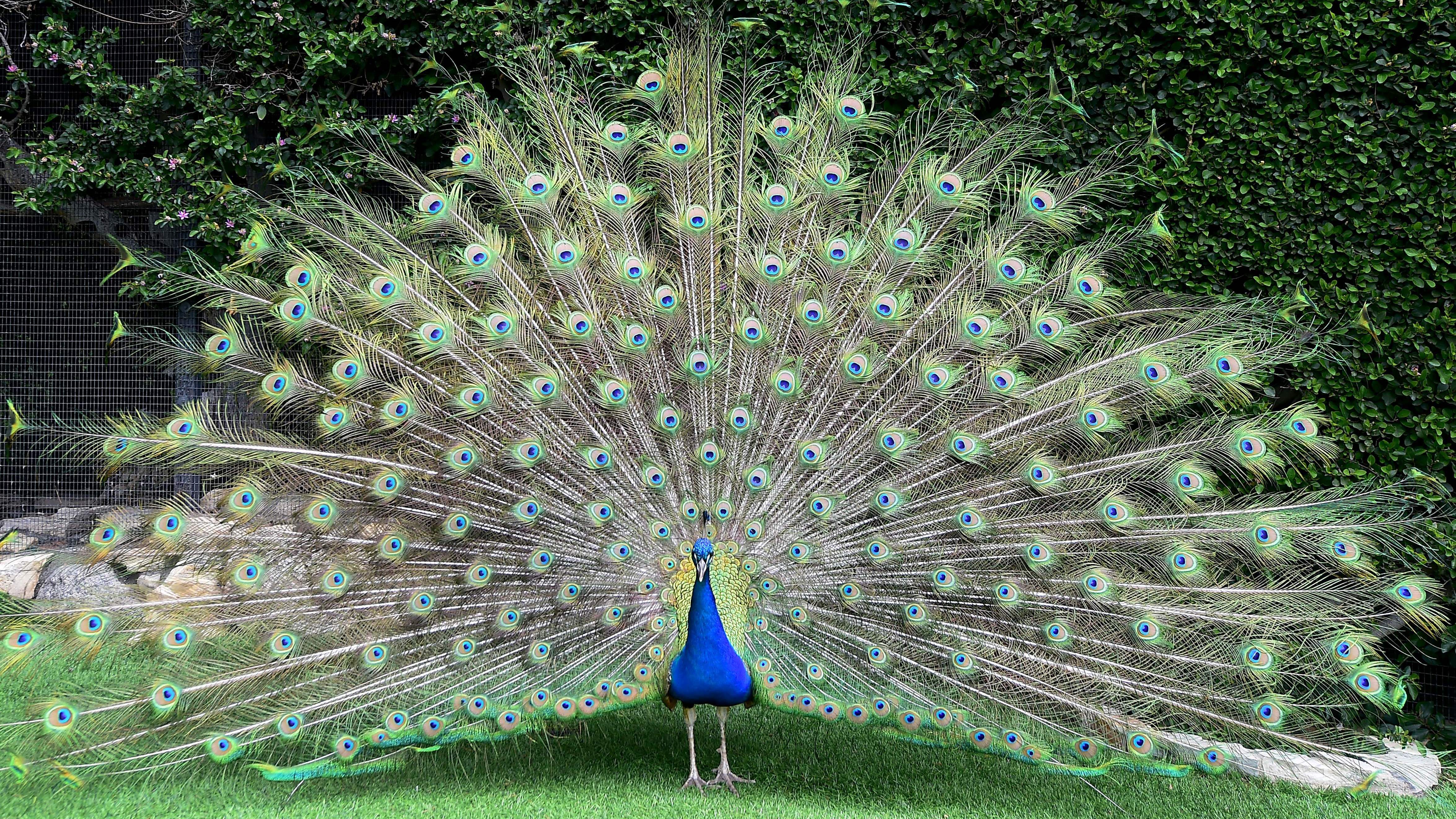 NPR News Nuggets: Shake Your Tail Feathers & A Heart-Warming Helper : NPR