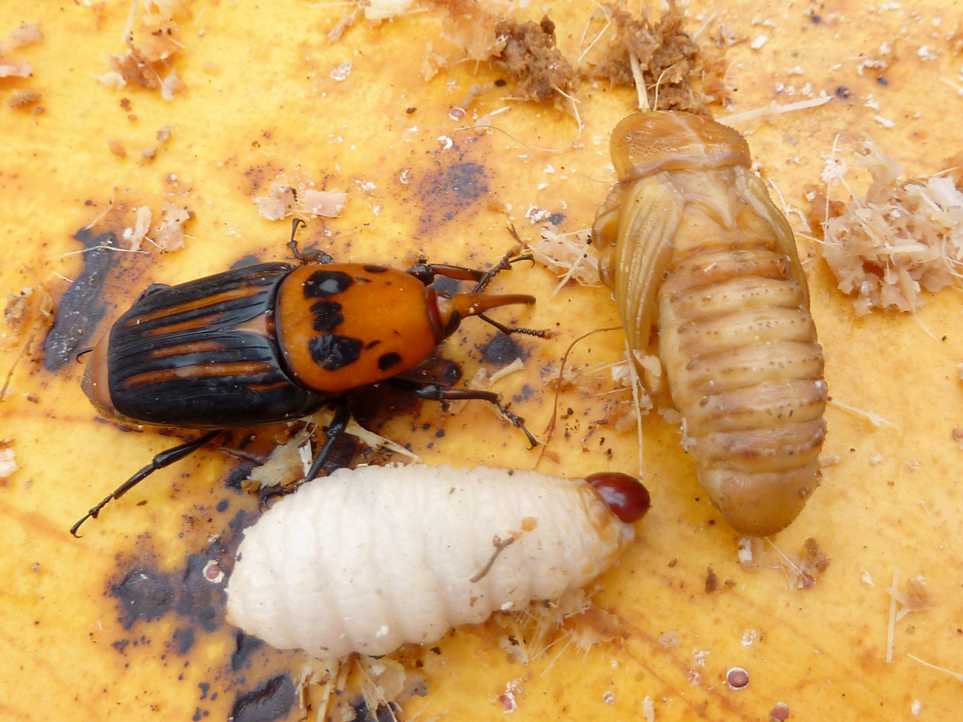 Red Palm Weevils Wreak Havoc On Palm Plantations Across The Globe ...