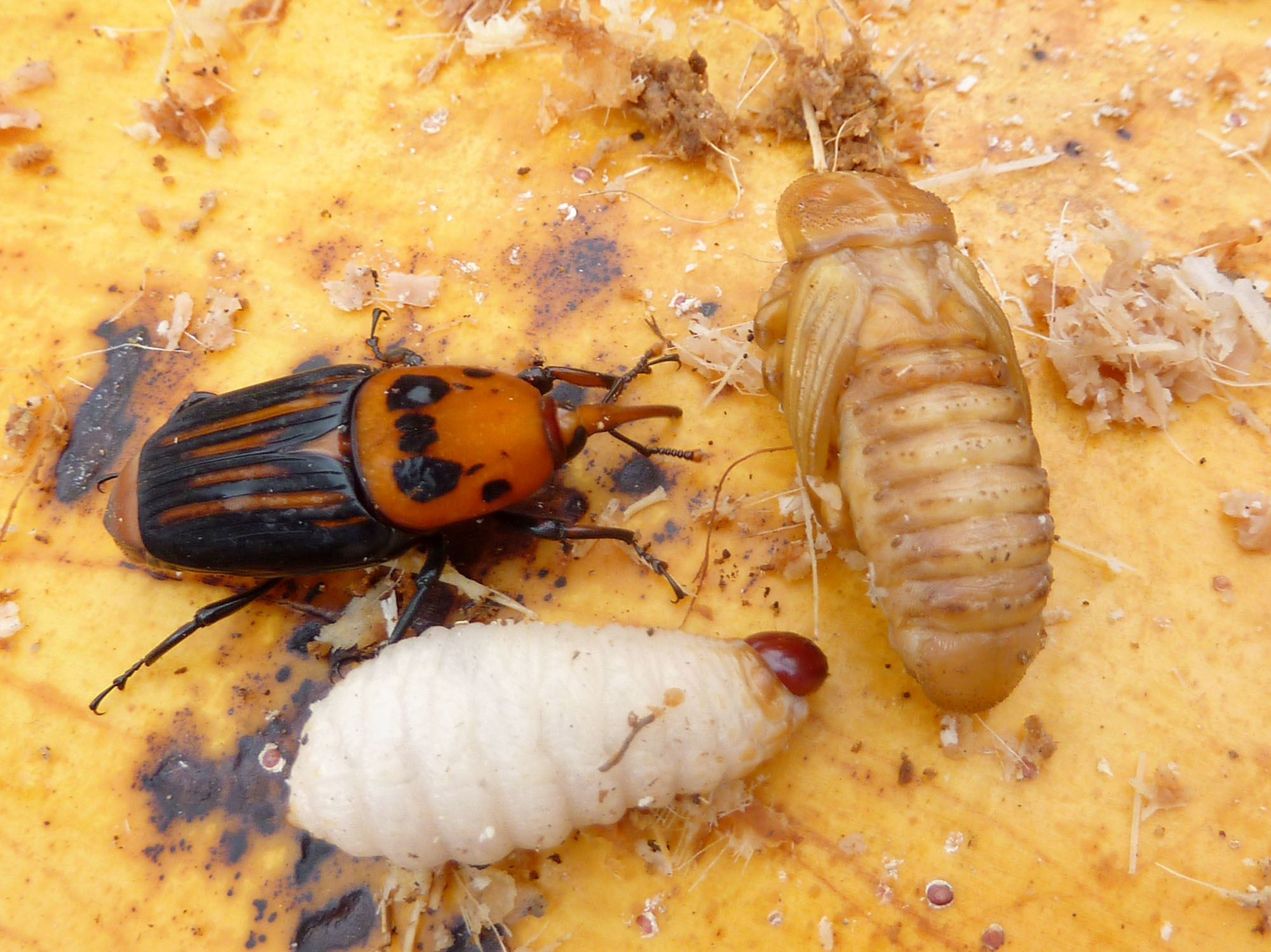 Palm Weevil Infested Early Detection Of Red Palm Weevil Using
