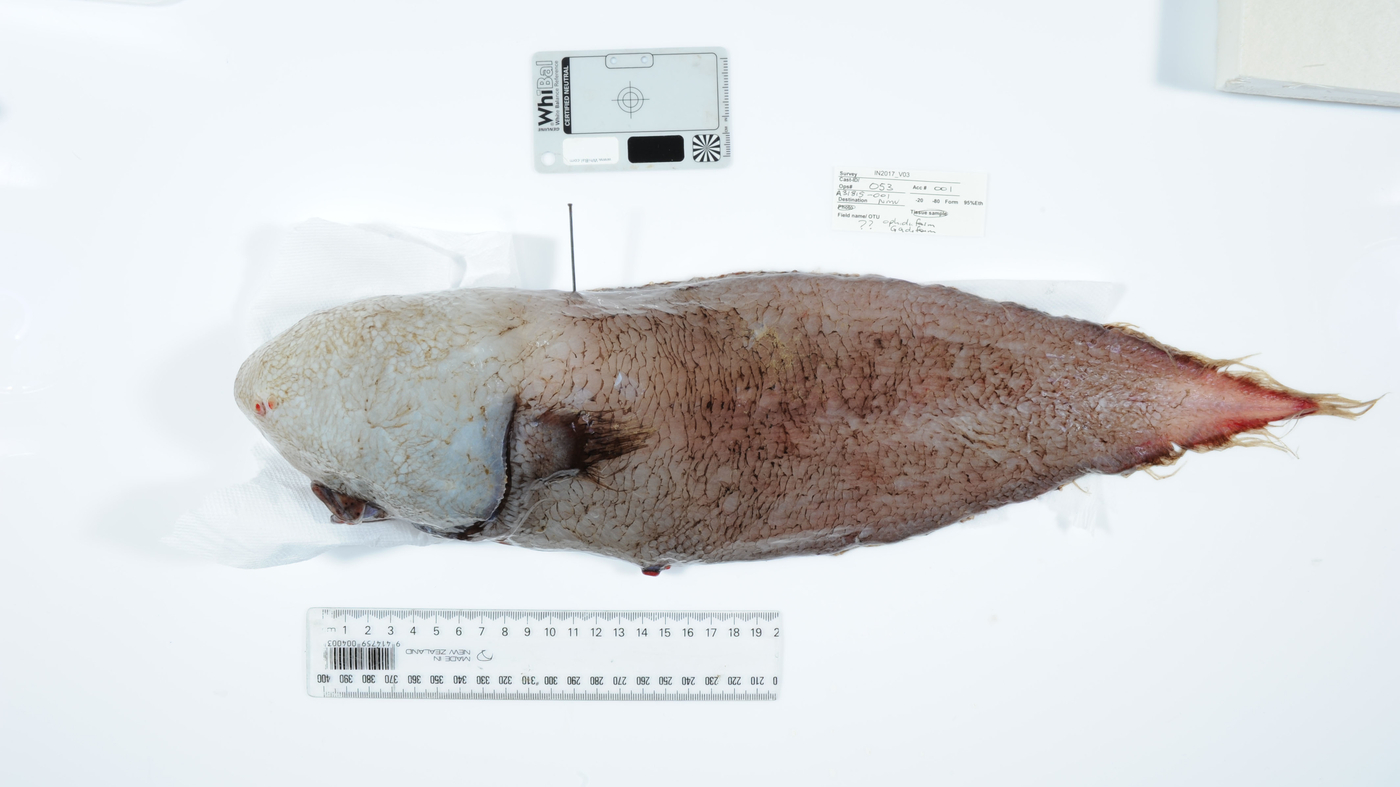 Australia Deep Sea Exploration Yields Hundreds Of Undiscovered Species ...