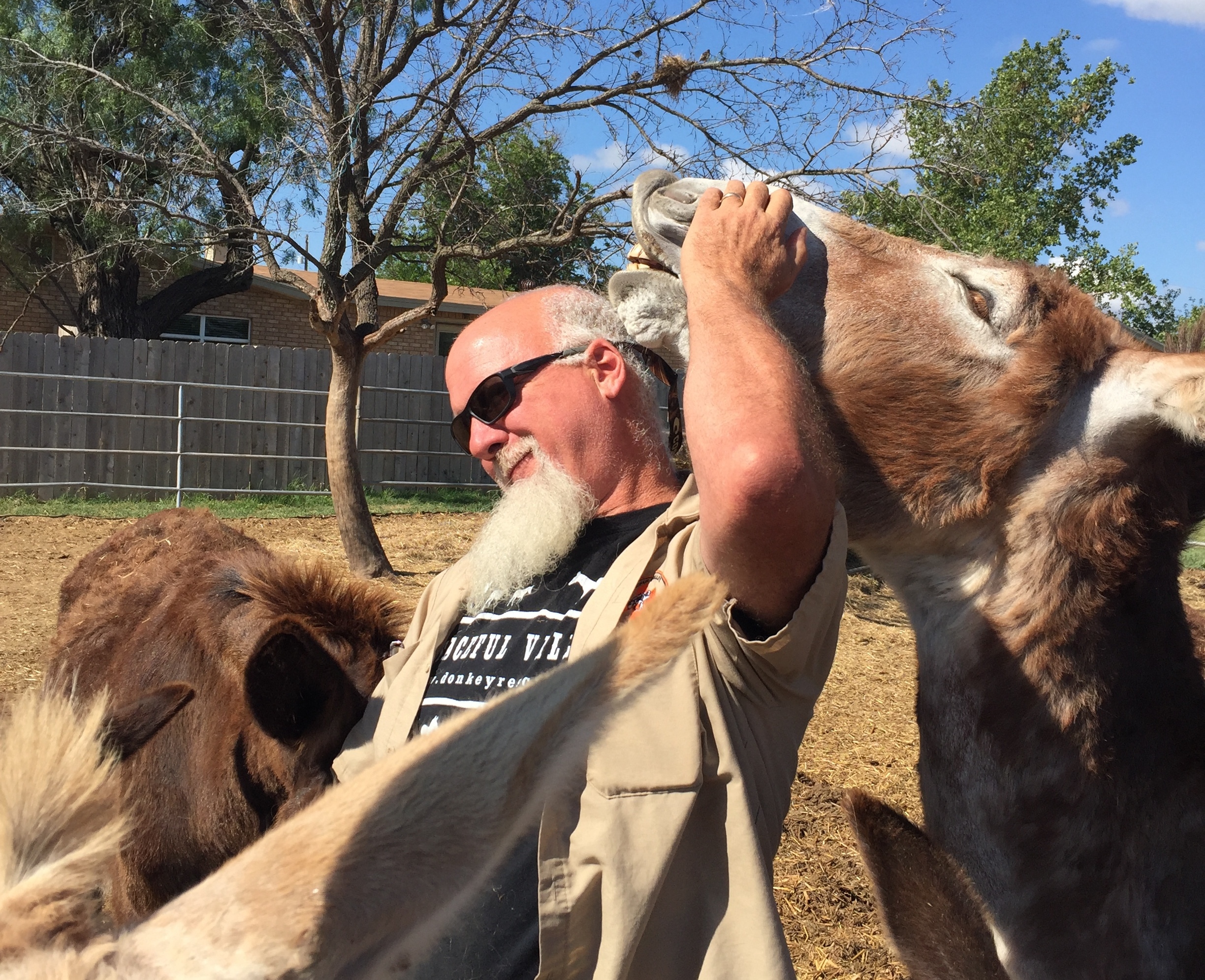 Amid Growing Threats, Donkey Rescuers Protect The Misunderstood Beasts ...