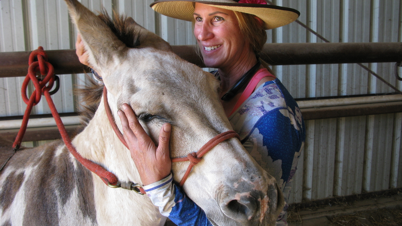 Rescue Groups Work To Protect Donkeys As Global Skin Trade Grows : NPR