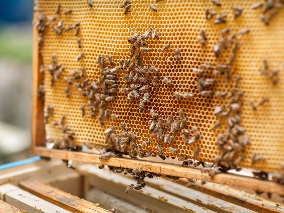 Beekeepers Feel The Sting Of California's Giant Beehive Heist : The ...