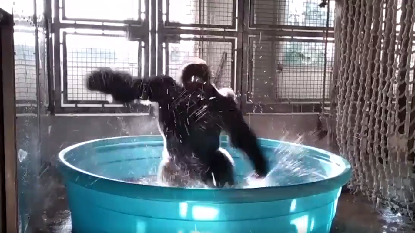WATCH: It's Been A Long Week. So Here's A Gorilla Dancing In A Pool ...