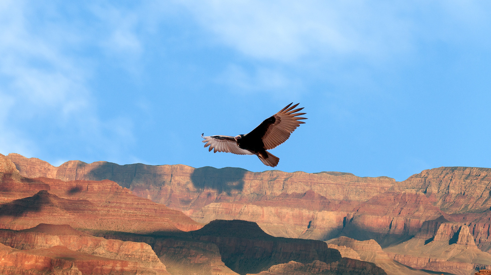 Video: What Is This Wild Condor Doing? : 13.7: Cosmos And Culture : NPR