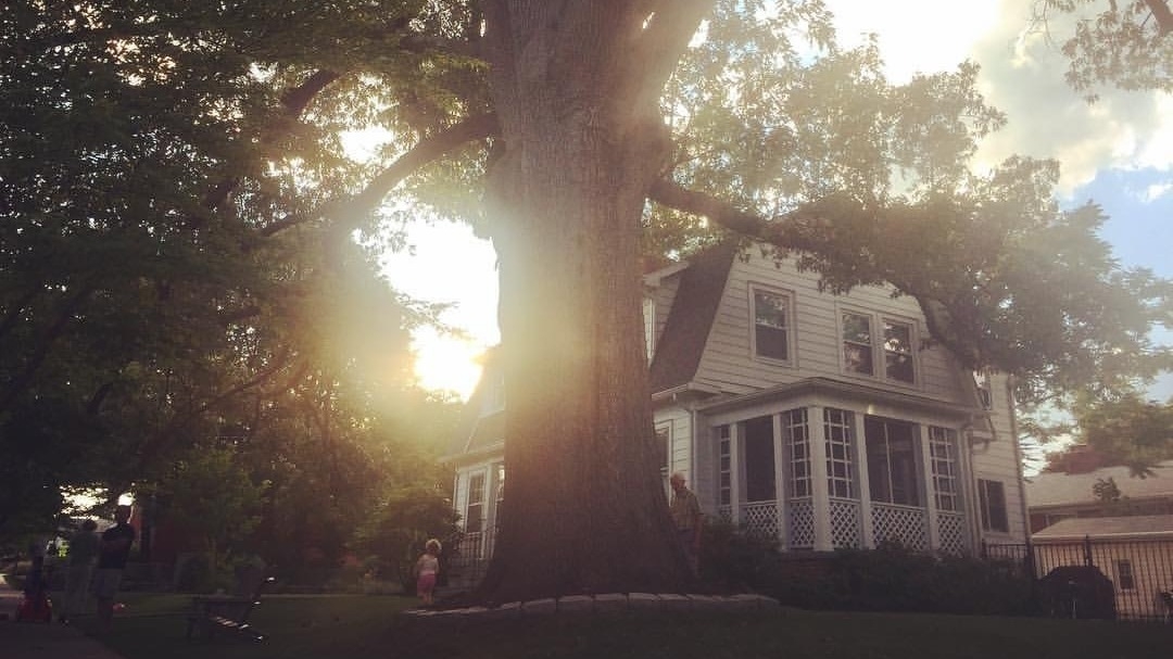 Alive Since The 1600s, An Oak Tree Is Taken Down In Washington, D.C ...