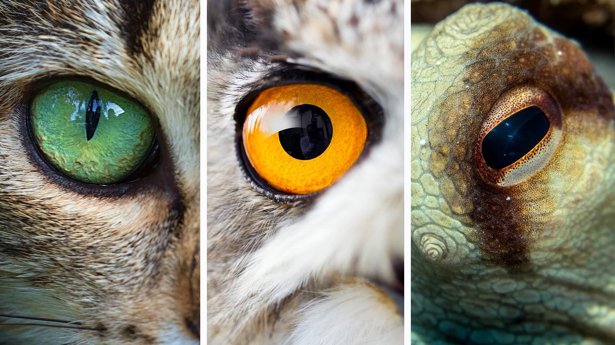 'One Of A Kind' Collection Of Animal Eyeballs Aids Research On Vision ...