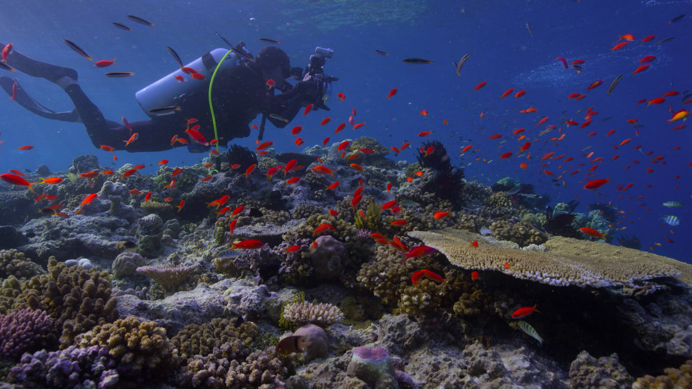 'Chasing Coral': Documentary Vividly Chronicles A Growing Threat To ...